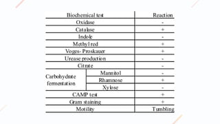 Genus Listeria describe virulence factors pathogenesis morphology NK (7 ...
