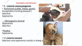 Genus Listeria describe virulence factors pathogenesis morphology NK (7 ...