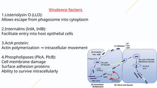 Genus Listeria describe virulence factors pathogenesis morphology NK (7 ...