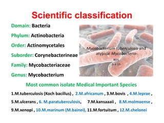 mycobacteria | PDF