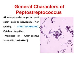 peptostreptococcus | PDF | Chemistry | Science