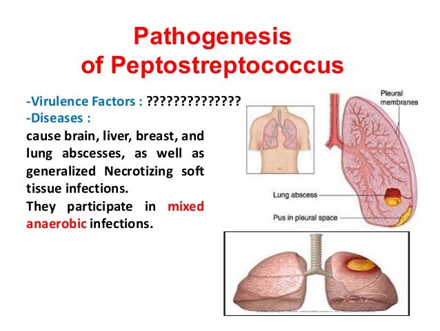 peptostreptococcus