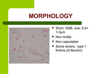 Genus shigella | PPT