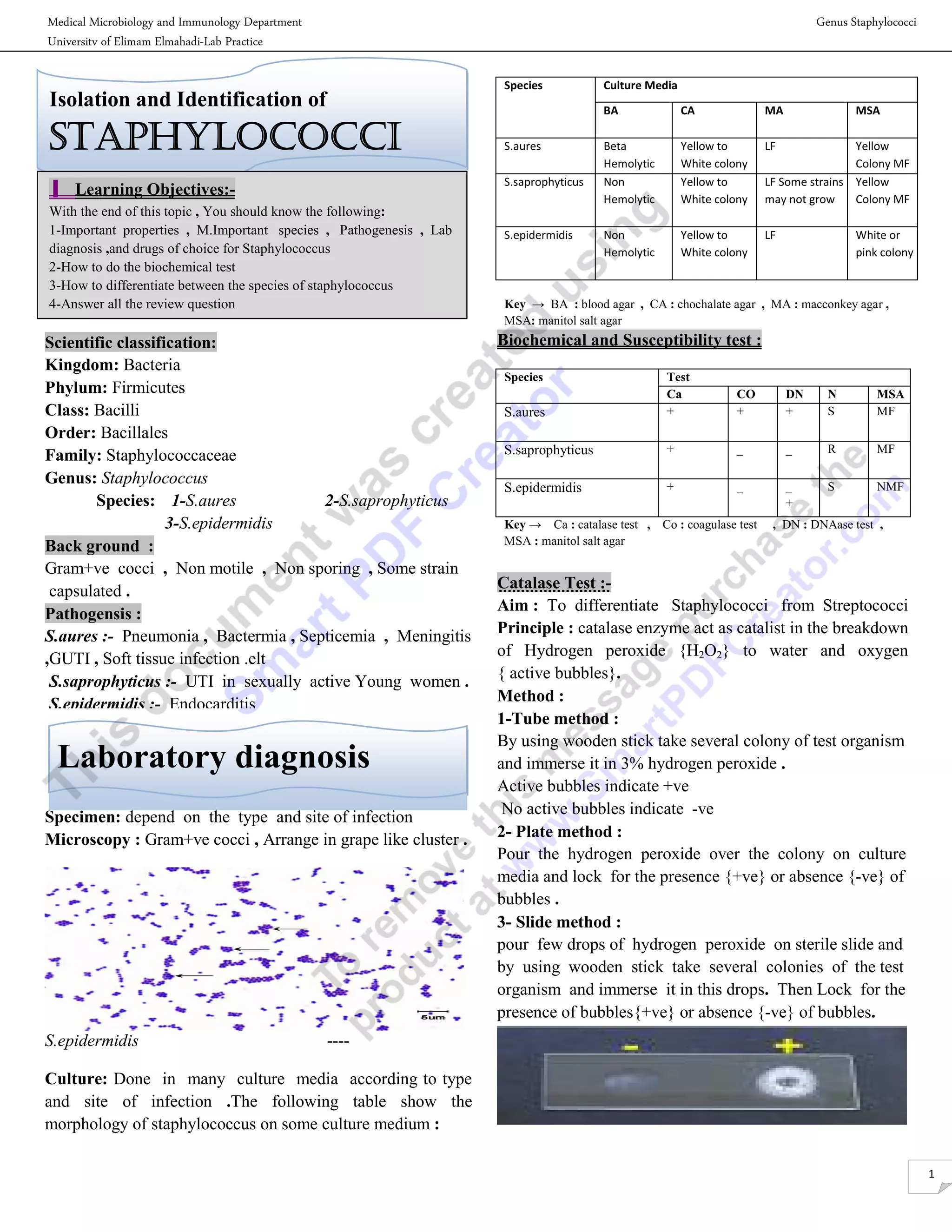Genus staphylococci | PDF