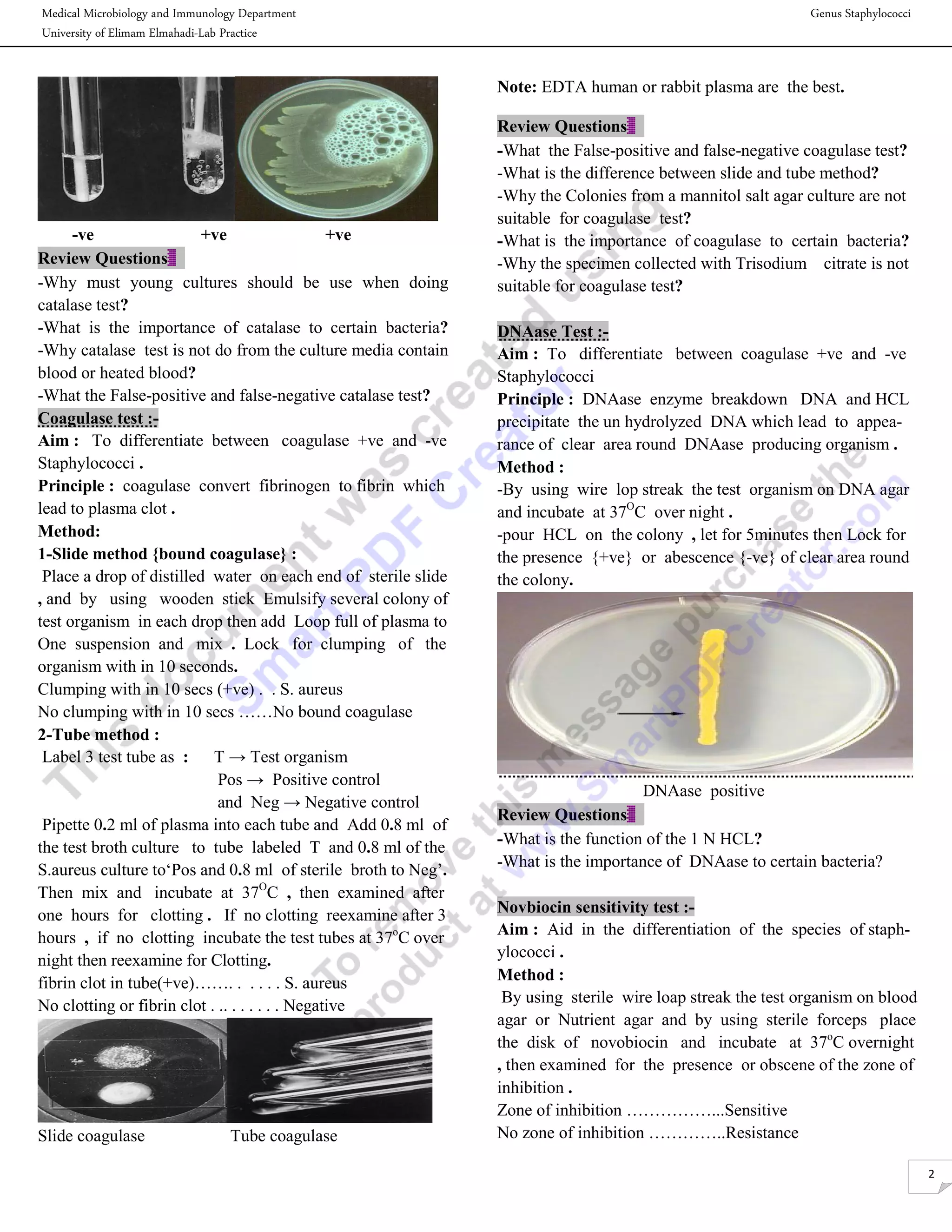 Genus Staphylococci Pdf