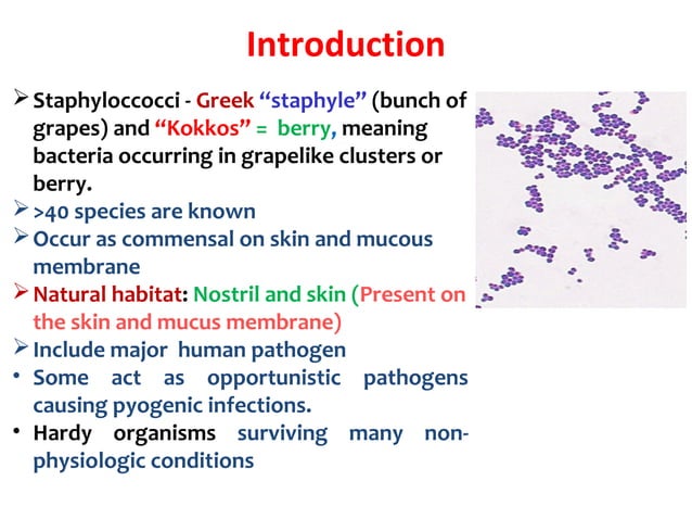 Genus staphylococcus | PPT
