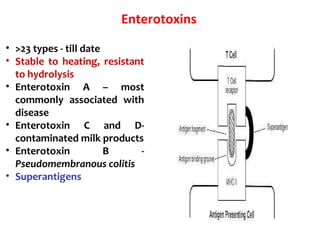 Genus staphylococcus | PPT