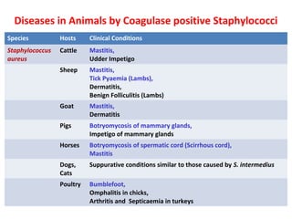 Genus staphylococcus | PPT