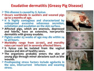 Genus staphylococcus | PPT