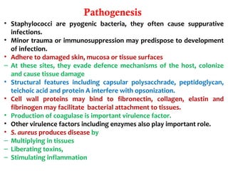 Pathogenesis For Staphylococcus Aureus