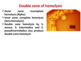 Genus staphylococcus | PPT