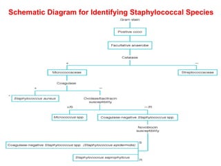 Staphylococcus Diagram