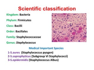 staphylococcus | PDF
