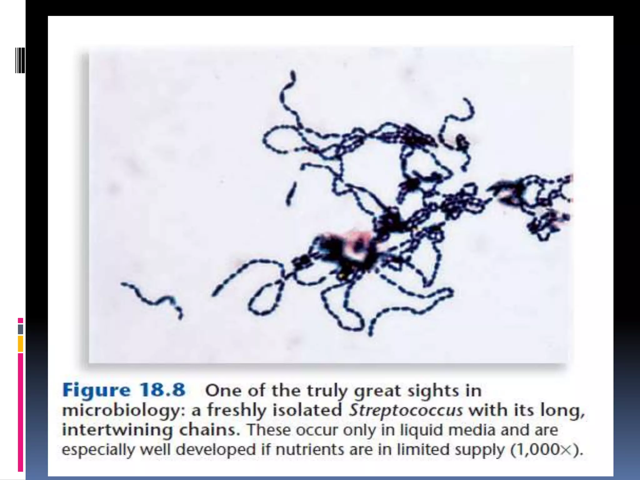 Genus streptococcus | PPT | Free Download