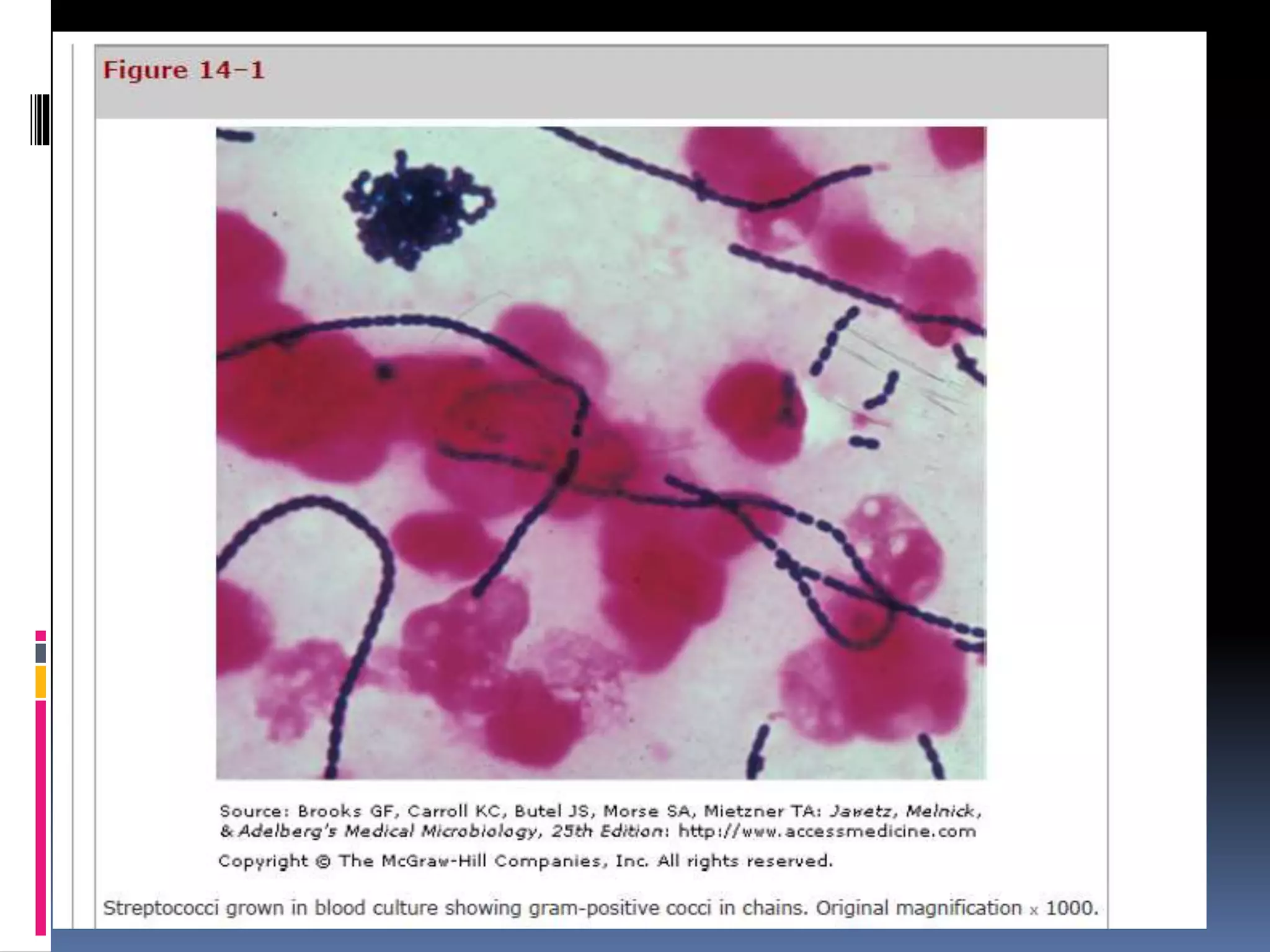 Genus streptococcus | PPTX