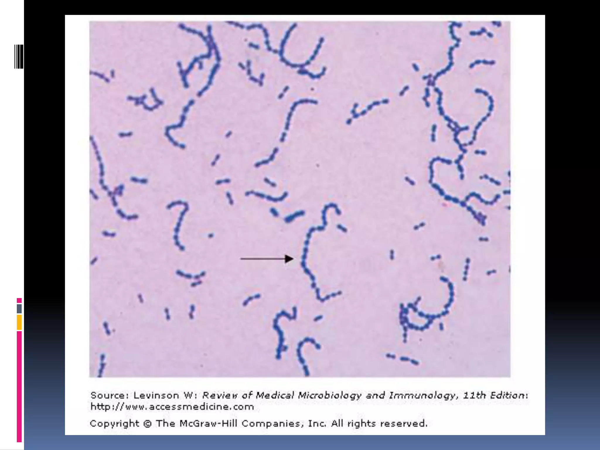 Genus streptococcus | PPTX