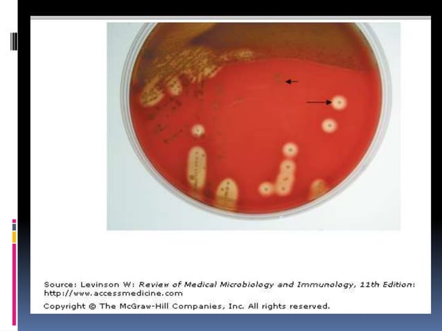 Genus streptococcus | PPT