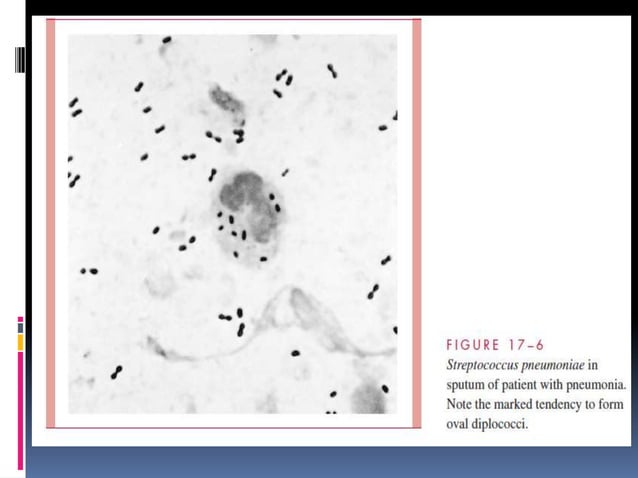 Genus streptococcus | PPT