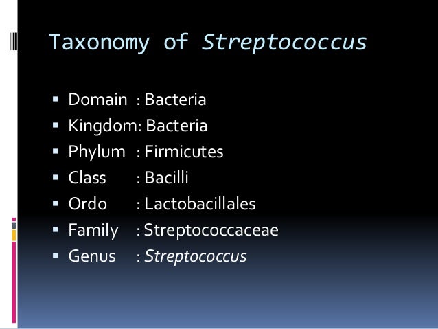 Genus Streptococcus