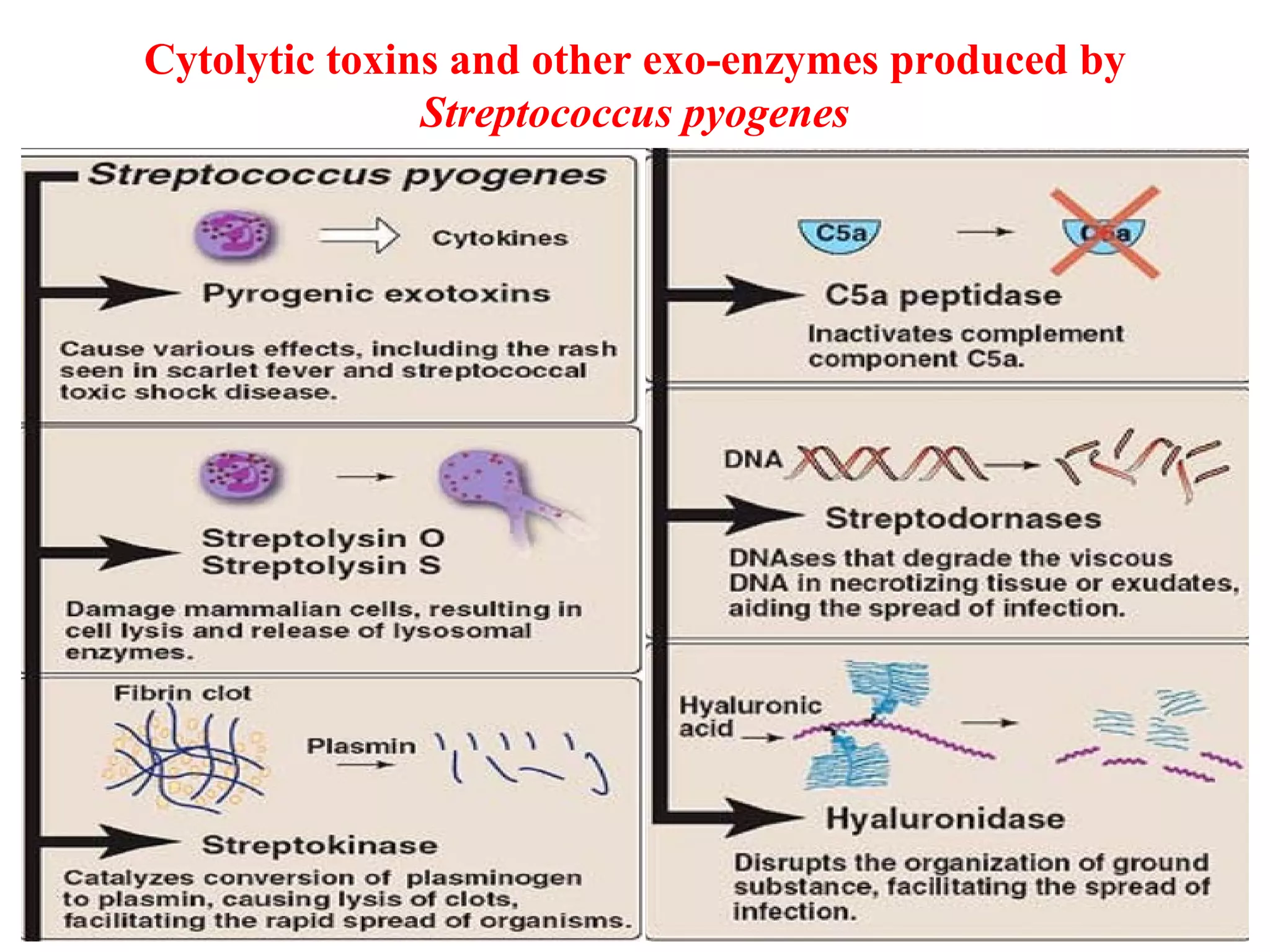Genus Streptococcus | PPT