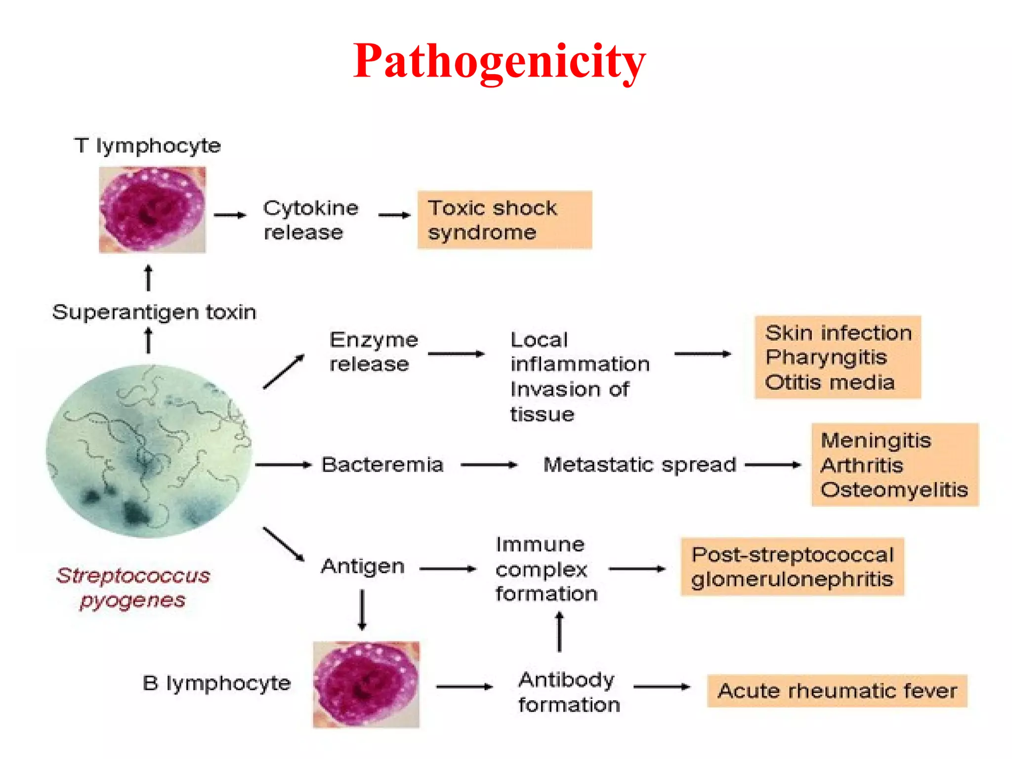 Genus Streptococcus | PPT