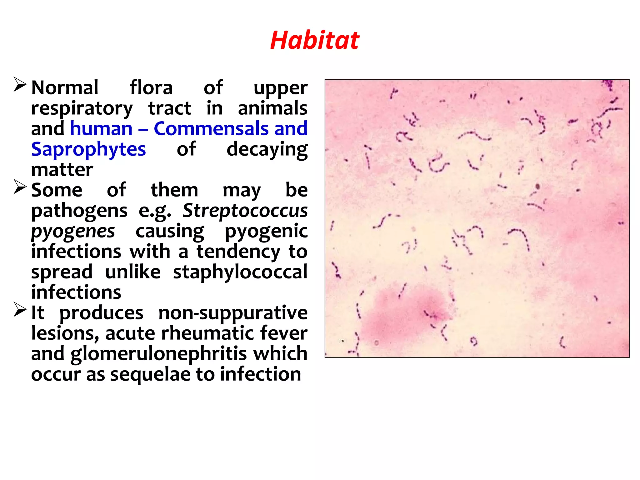 Genus Streptococcus | PPT
