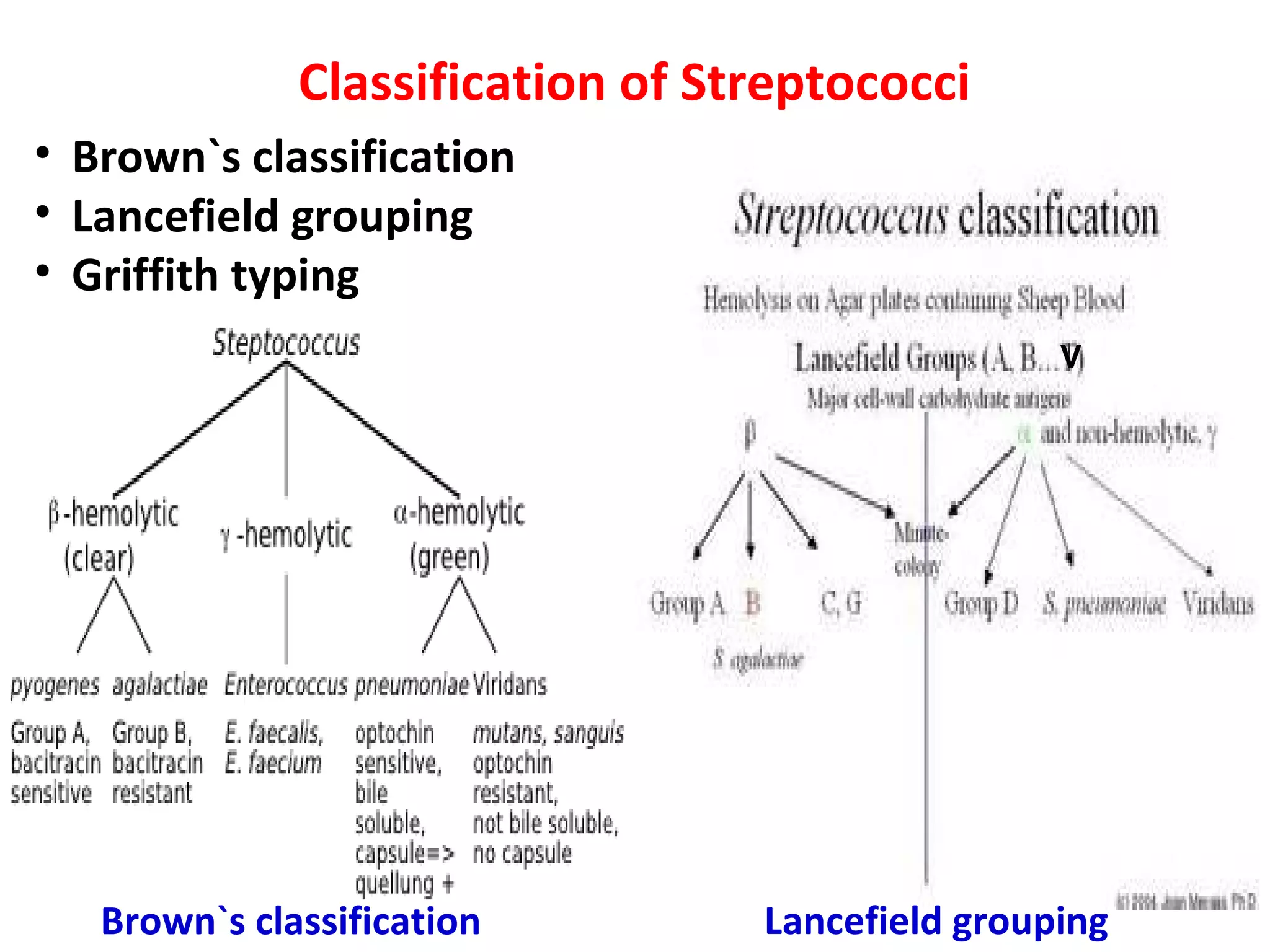 Genus Streptococcus | PPT