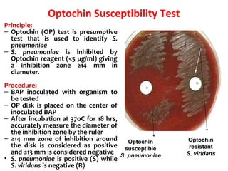 Genus Streptococcus | PPT