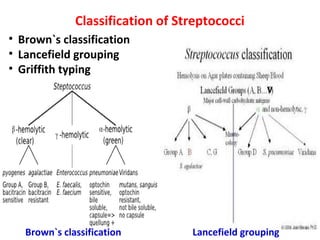 Genus Streptococcus | PPT