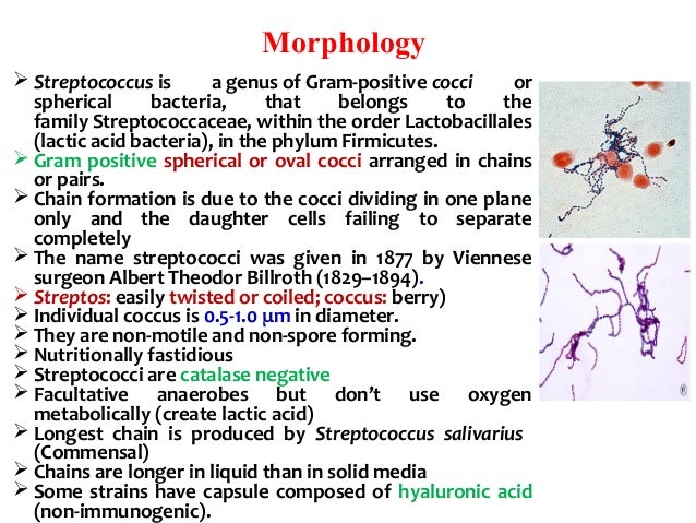 Genus Streptococcus