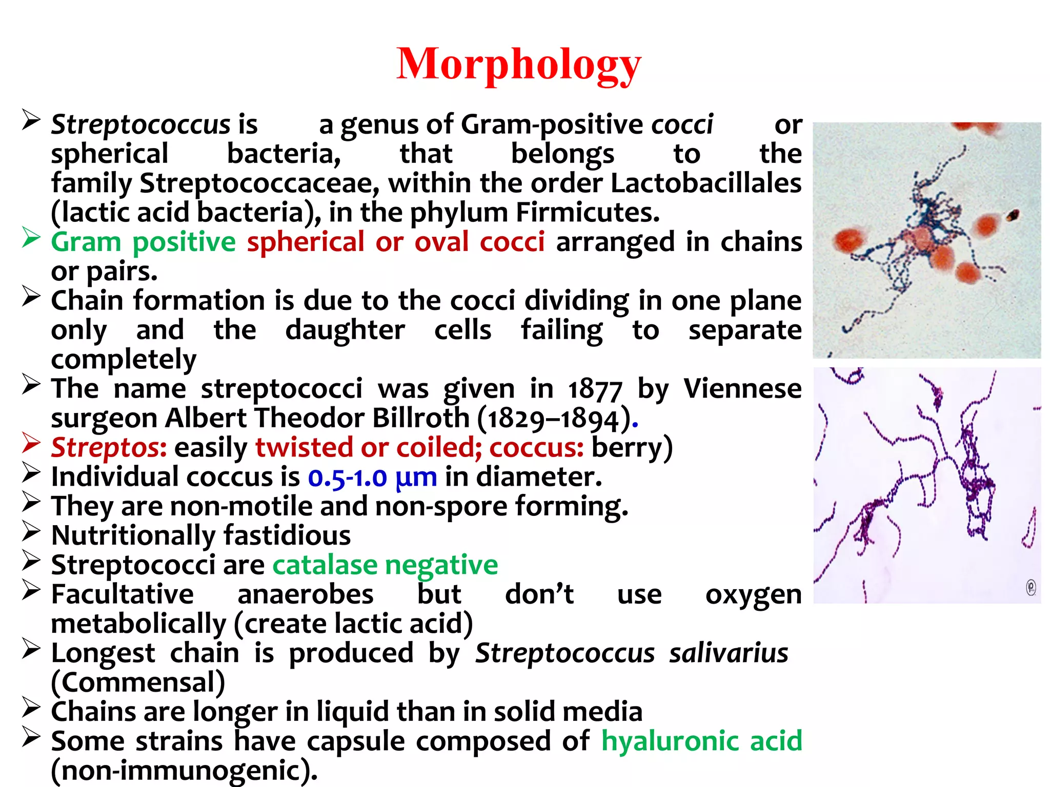 genusstreptococcus-.pdf