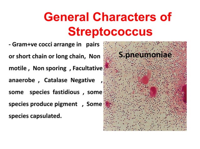 streptococcus | PDF
