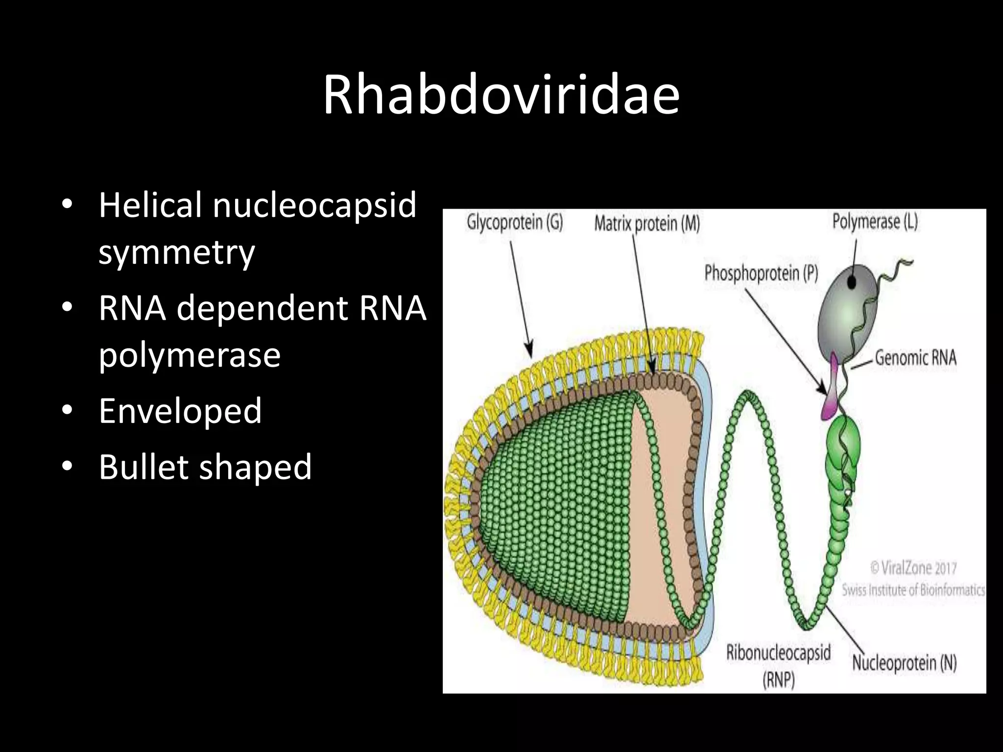 General virology - Introduction, by Dr. Himanshu Khatri | PPTX
