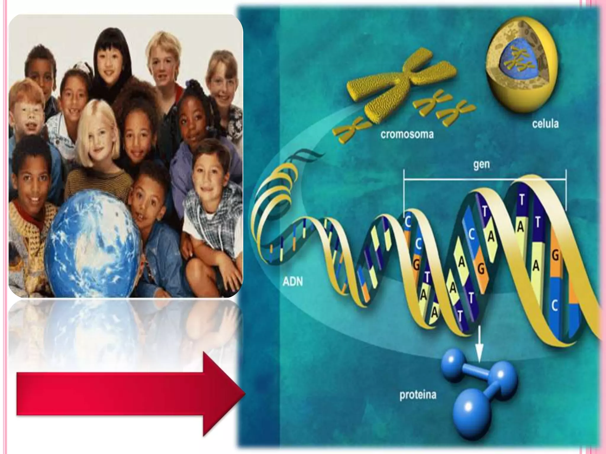 Gen y su estructura quimica | PPTX