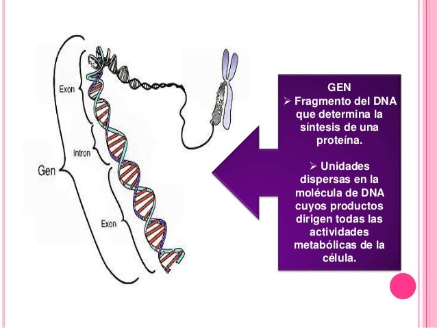 Gen y su estructura quimica