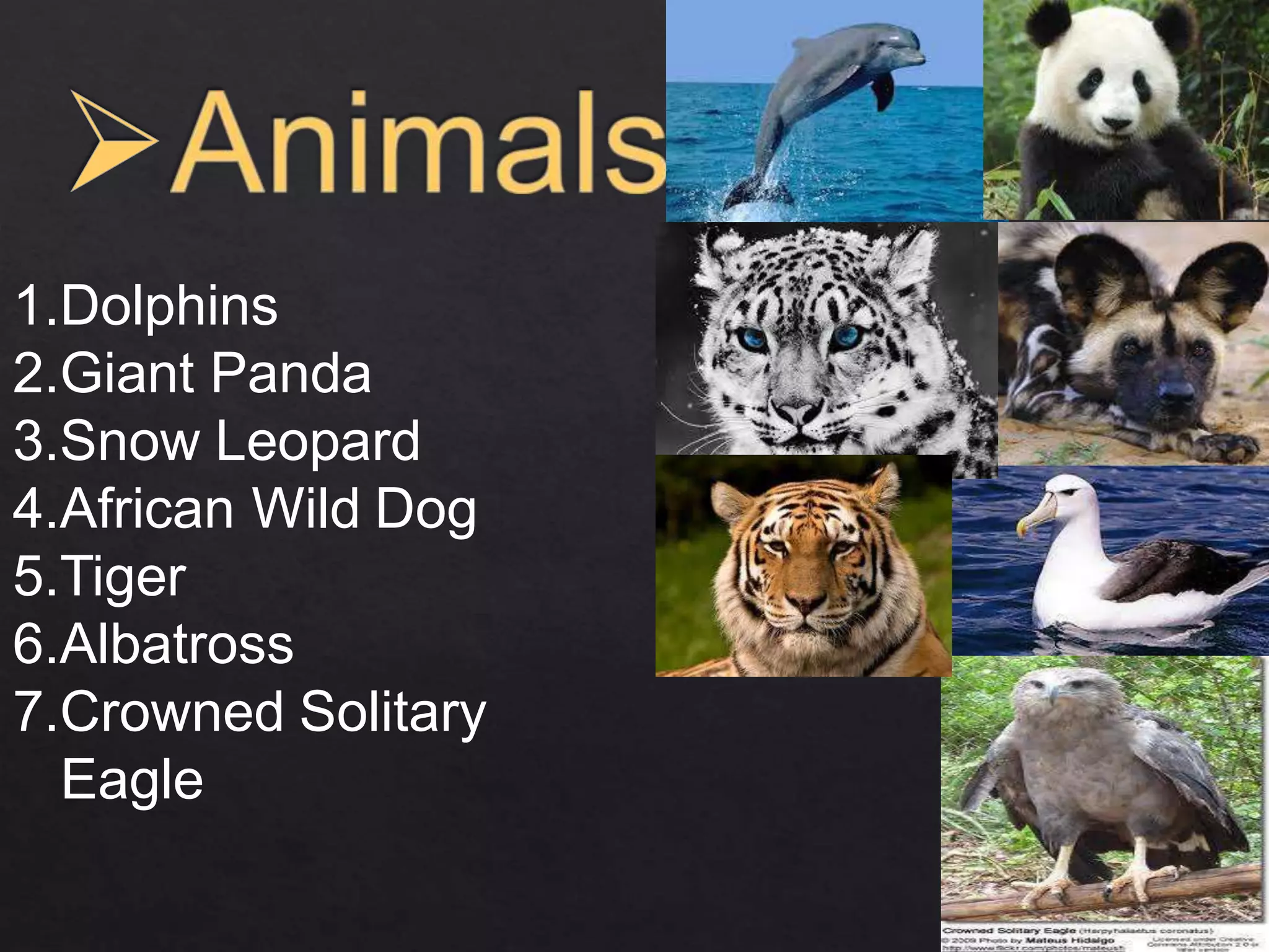 endangered and extinct animals | PPTX