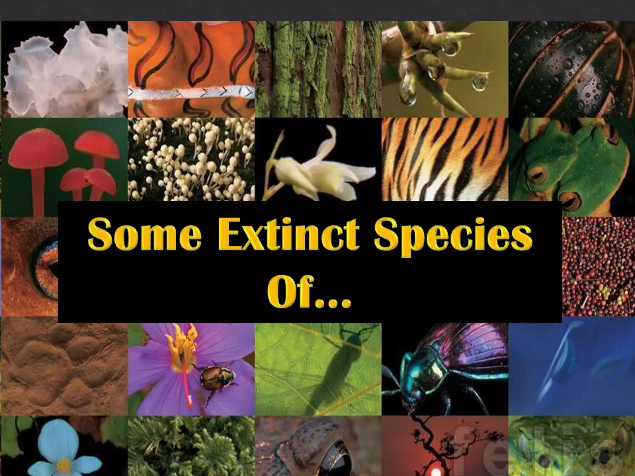 endangered and extinct animals | PPTX