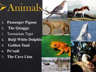 endangered and extinct animals | PPTX