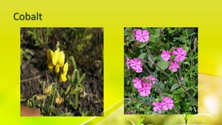 GEOBOTONICAL GUIDES FOR ORE | PPTX