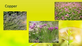 GEOBOTONICAL GUIDES FOR ORE | PPTX