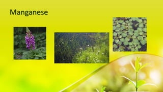 GEOBOTONICAL GUIDES FOR ORE | PPTX