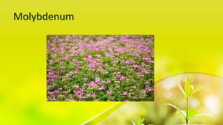 GEOBOTONICAL GUIDES FOR ORE | PPTX