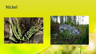 GEOBOTONICAL GUIDES FOR ORE | PPTX