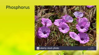 GEOBOTONICAL GUIDES FOR ORE | PPTX