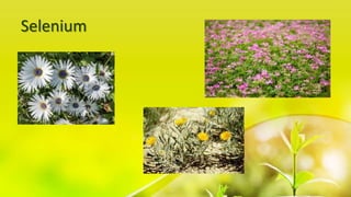 GEOBOTONICAL GUIDES FOR ORE | PPTX