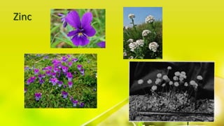 GEOBOTONICAL GUIDES FOR ORE | PPTX