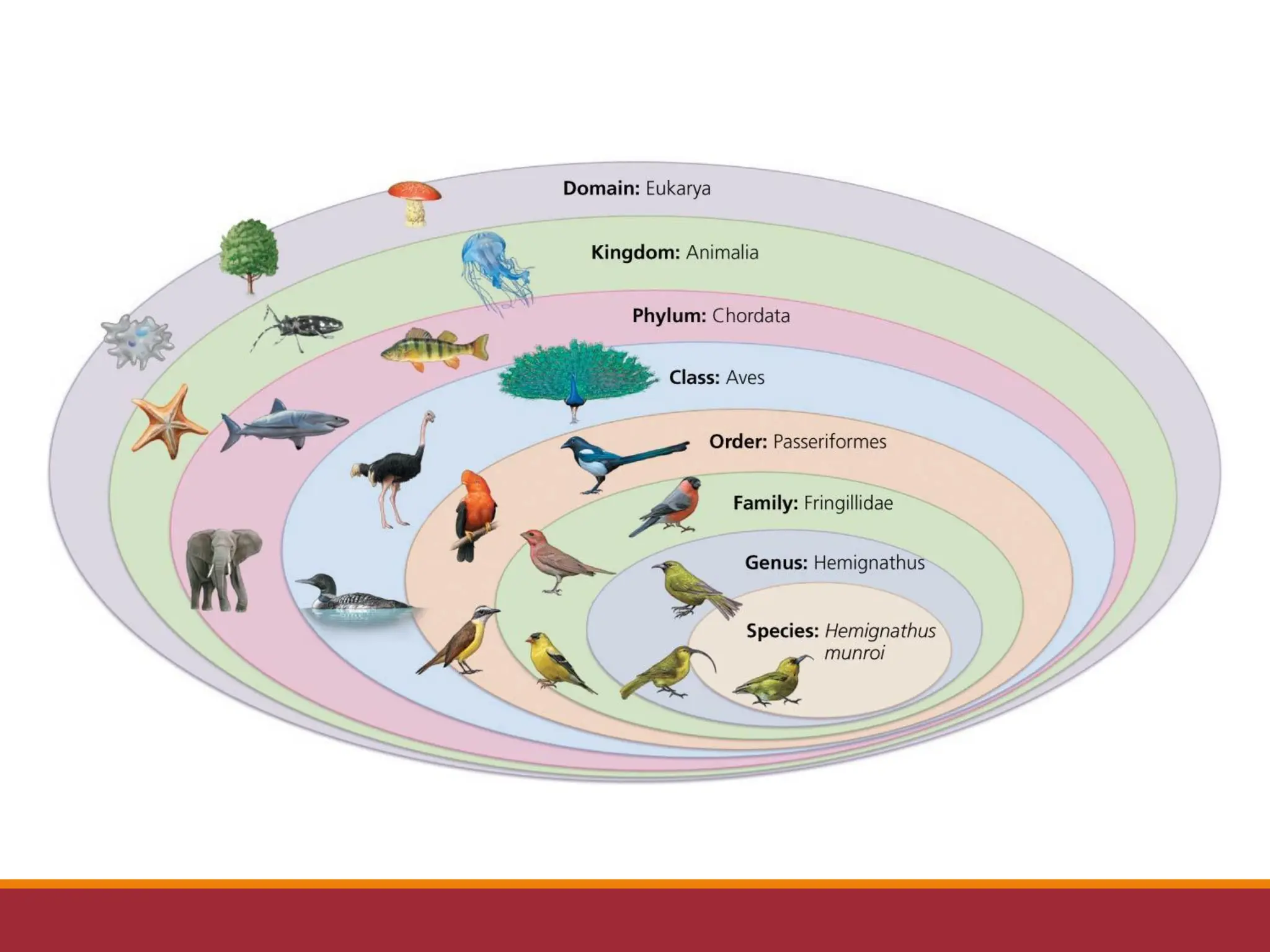 GEOG1000 Chapter 3 Evolution, Biodiversity and Population Ecology.pdf