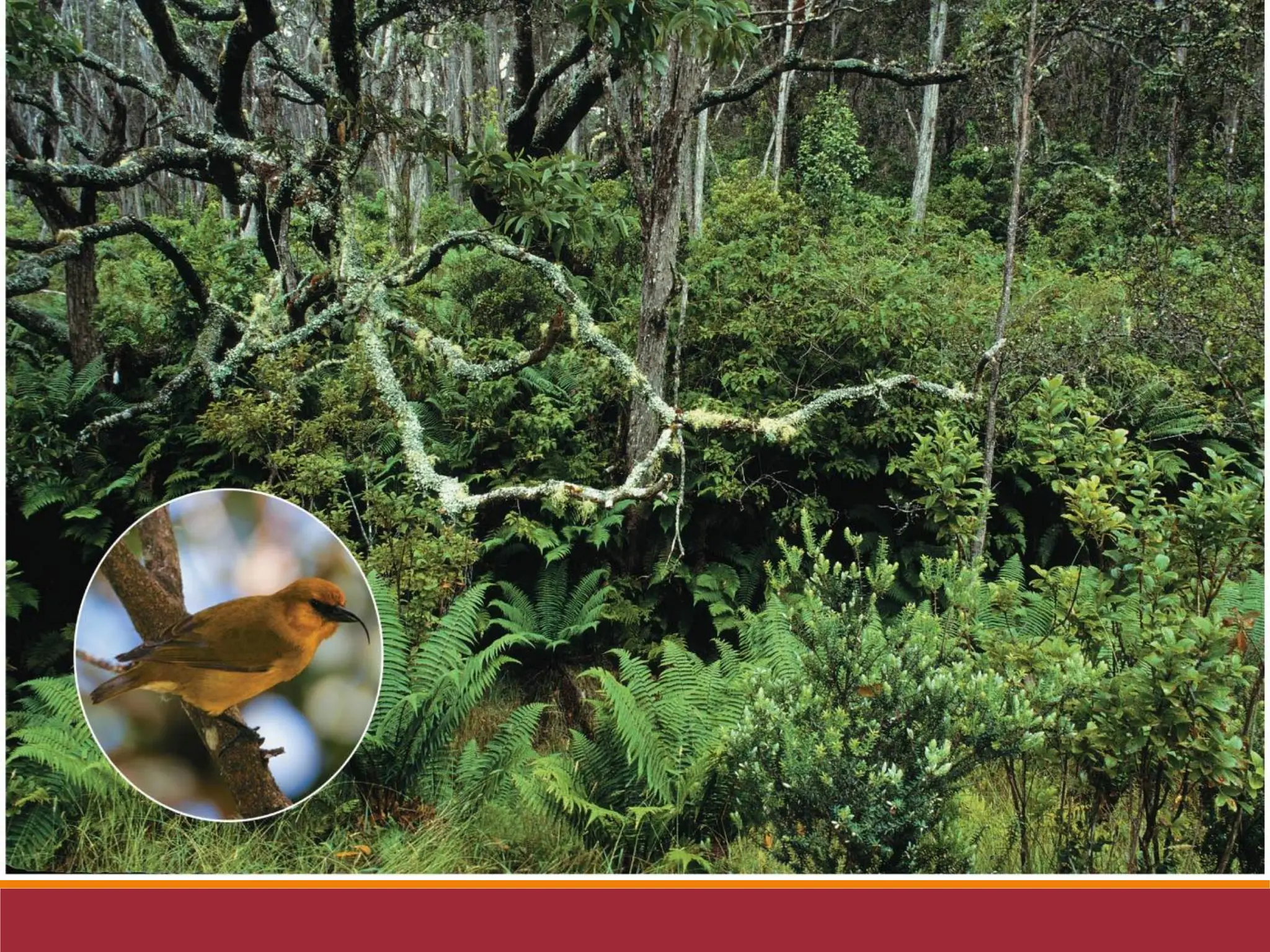 GEOG1000 Chapter 3 Evolution, Biodiversity and Population Ecology.pdf