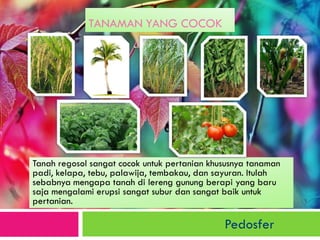 Geografi Pedosfer Tanah Regosor | PPT