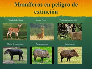 Geografia - Animales en peligro de extincion en Panamá | PPTX